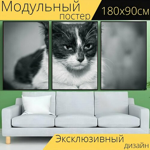 Модульный постер "Дикая природа, кошка, семейство кошачьих" 180 x 90 см. для интерьера