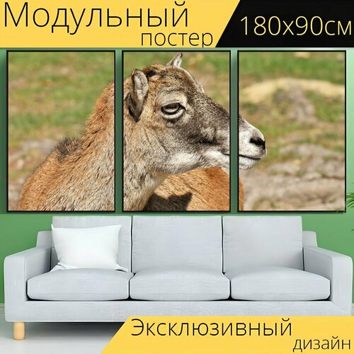 Модульный постер "Муфлон, дикое животное, европейский муфлон" 180 x 90 см. для интерьера