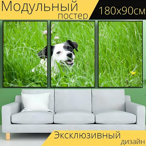 Модульный постер "Собака, луг, домашнее животное" 180 x 90 см. для интерьера