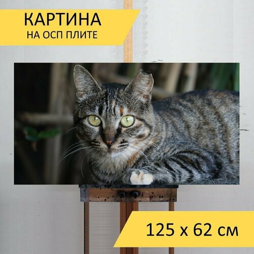 Картина на ОСП 125х62 см. "Кошка, полосатый кот, животное" горизонтальная, для интерьера, с креплениями