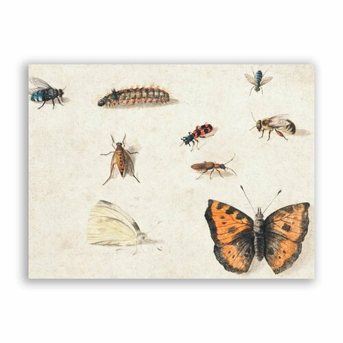 Картина на холсте, репродукция / Кессель Ян Ван - Sheet of Studies of Nine Insects / Размер 40 x 53 см
