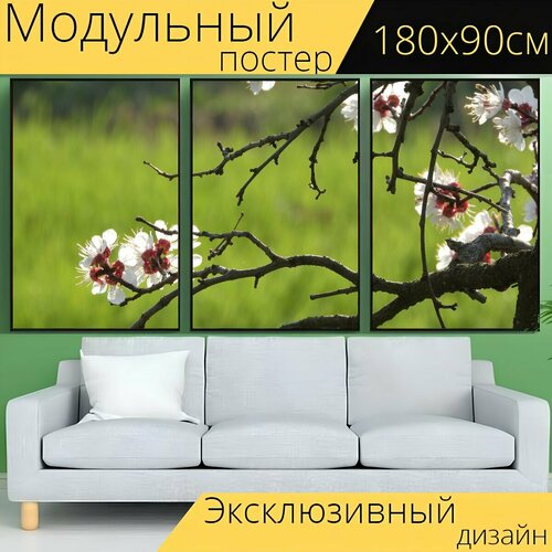 Модульный постер "Весенние цветы, белые цветы, цветы абрикоса" 180 x 90 см. для интерьера