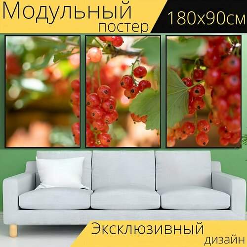 Модульный постер "Смородина, красный, фрукты" 180 x 90 см. для интерьера