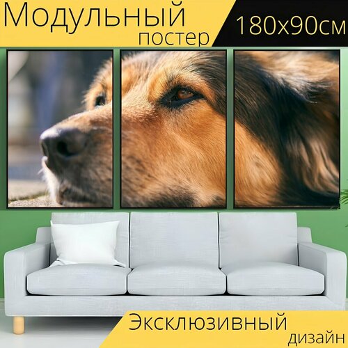 Модульный постер "Собака, нос, закрывать" 180 x 90 см. для интерьера