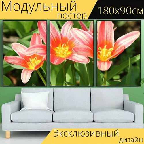 Модульный постер "Тюльпаны, тюльпан, срезанный цветок" 180 x 90 см. для интерьера