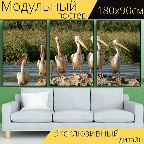Модульный постер "Большие белые пеликаны, наблюдение за птицами, дунабедельта" 180 x 90 см. для интерьера