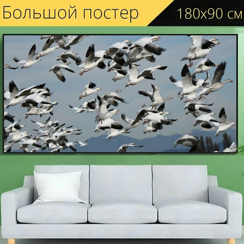 Большой постер "Снежные гуси, миграция, птицы" 180 x 90 см. для интерьера