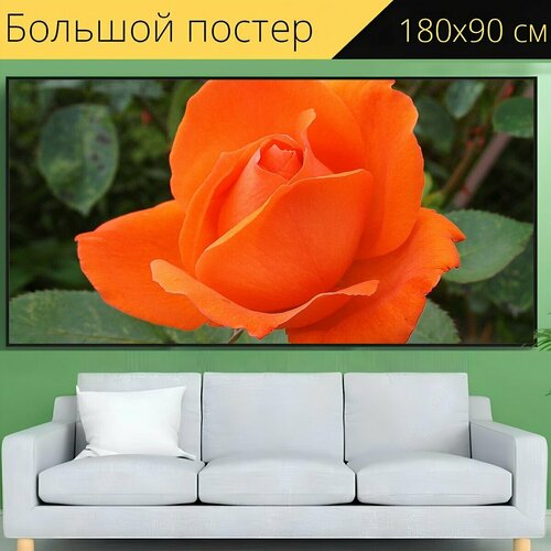 Большой постер "Роуз, цветок, апельсин" 180 x 90 см. для интерьера