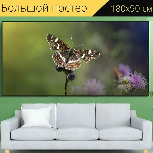 Большой постер "Бабочка, насекомое, крылья" 180 x 90 см. для интерьера