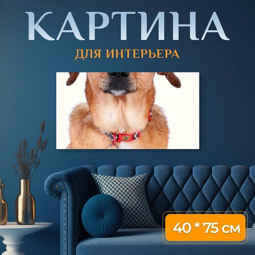Картина на холсте "Собака, браун, домашний питомец" на подрамнике 75х40 см. для интерьера