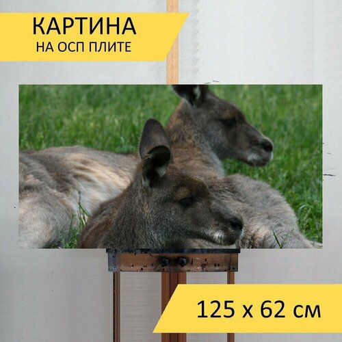 Картина на ОСП 125х62 см. "Кенгуру, сумчатое животное, отдыхающий" горизонтальная, для интерьера, с креплениями