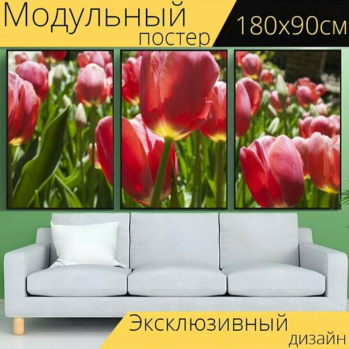 Модульный постер "Тюльпан, сад, природа" 180 x 90 см. для интерьера