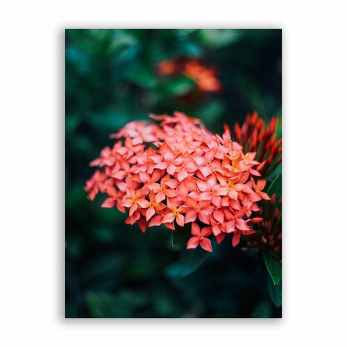 Постер цветы на бумаге / Герань / Размер 30 x 40 см