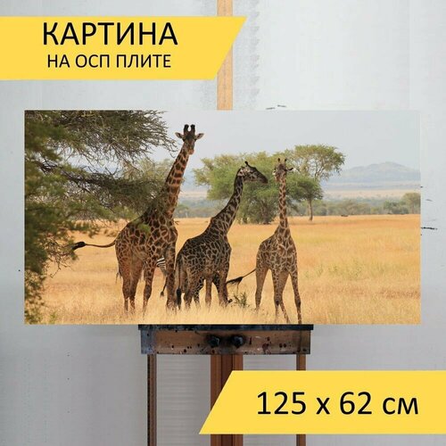 Картина на ОСП 125х62 см. "Жирафы, серенгети парк, танзания" горизонтальная, для интерьера, с креплениями