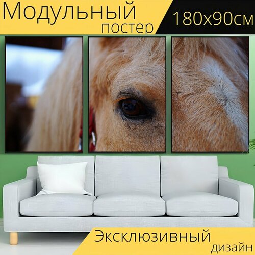 Модульный постер "Лошадь, глаз, животное" 180 x 90 см. для интерьера