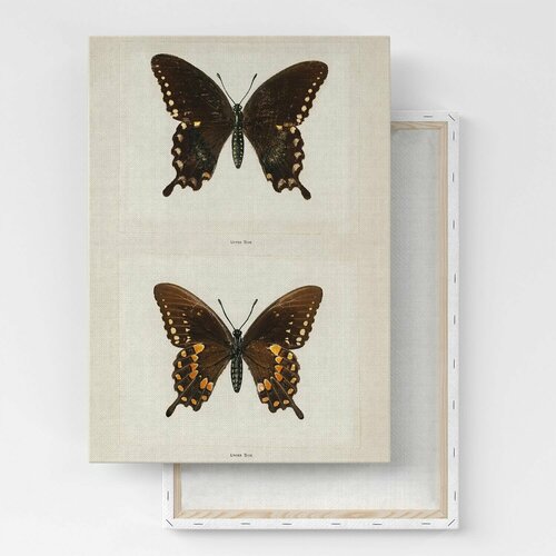 Картина на холсте, репродукция / Гравюры бабочек / Размер 30 x 40 см