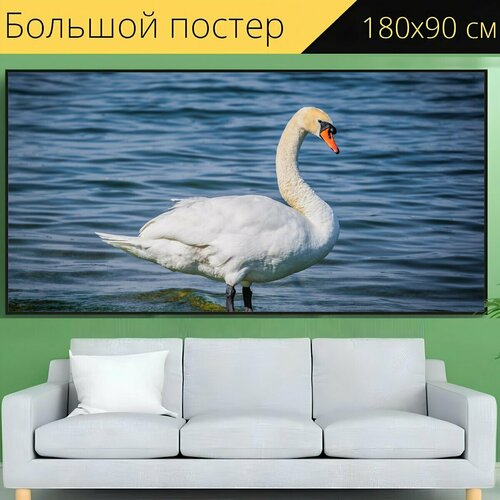 Большой постер "Лебедь, животное, водоплавающая птица" 180 x 90 см. для интерьера
