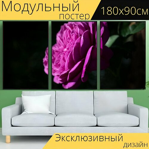 Модульный постер "Цветок, роза, цвести" 180 x 90 см. для интерьера