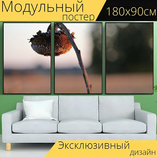 Модульный постер "Сухой подсолнуха, луг, пейзаж" 180 x 90 см. для интерьера
