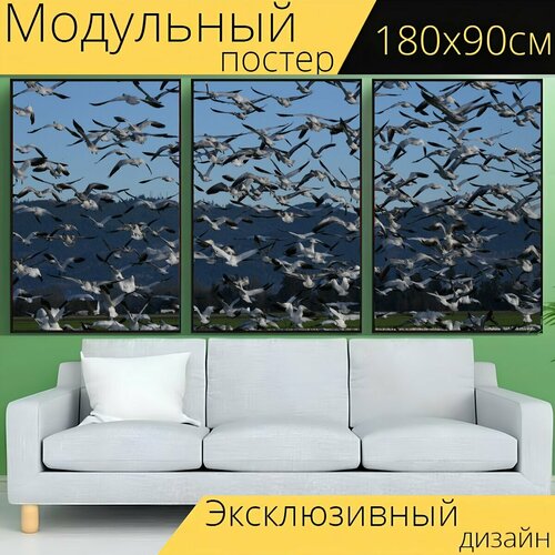 Модульный постер "Снежные гуси, птицы, летающий" 180 x 90 см. для интерьера
