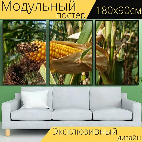Модульный постер "Кукуруза, кукурузное поле, кукуруза в початках" 180 x 90 см. для интерьера