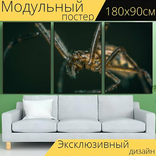 Модульный постер "Паук, беспозвоночное, паукообразное насекомое" 180 x 90 см. для интерьера