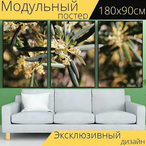 Модульный постер "Цветок маслины, оливковый, дерево" 180 x 90 см. для интерьера