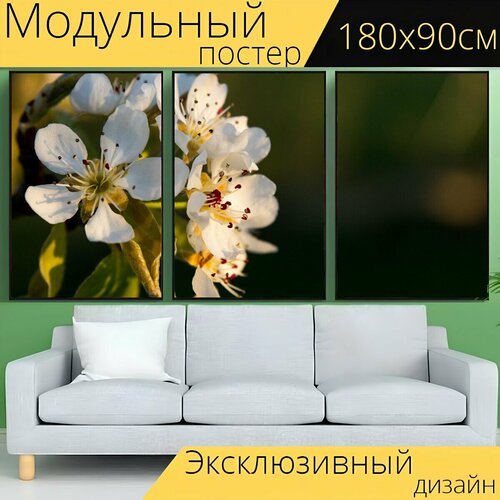 Модульный постер "Груша, цвести, одиночный цветок" 180 x 90 см. для интерьера