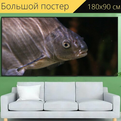 Большой постер "Рыбы, аквариум, вода" 180 x 90 см. для интерьера