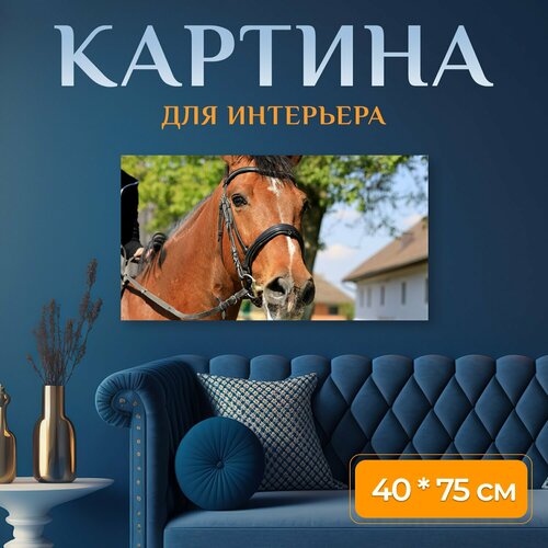 Картина на холсте "Лошадь, жеребец, езда на лошади" на подрамнике 75х40 см. для интерьера