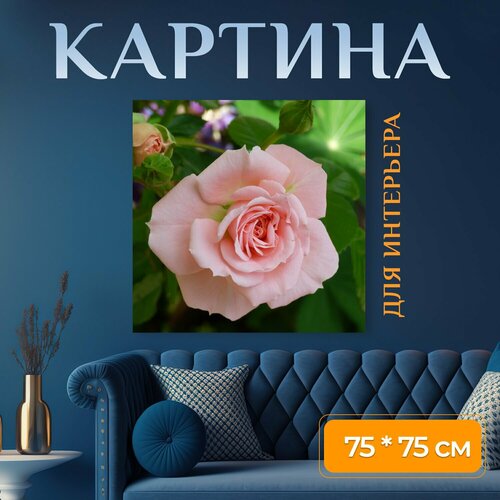 Картина на холсте "Розовый, цветок, роуз" на подрамнике 75х75 см. для интерьера