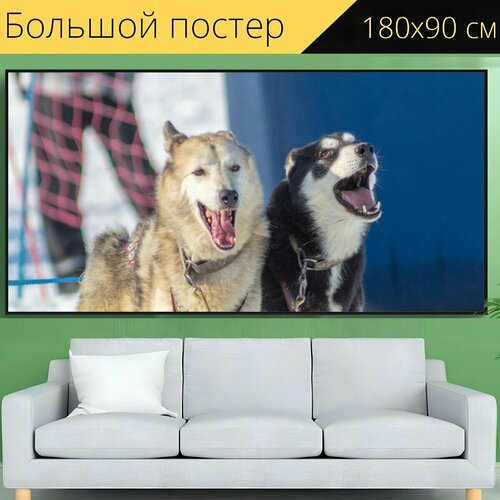 Большой постер "Две собаки, собака, снег" 180 x 90 см. для интерьера