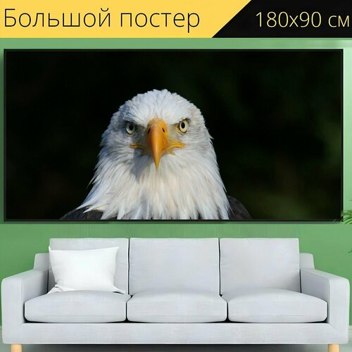 Большой постер "Белоголовый орлан, птица, животное" 180 x 90 см. для интерьера
