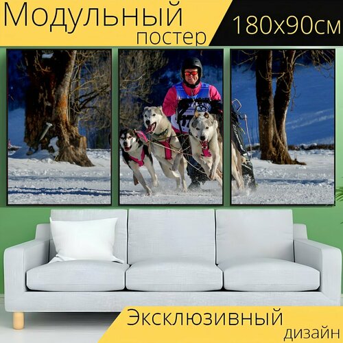 Модульный постер "Собачьих упряжках, собака, снег" 180 x 90 см. для интерьера