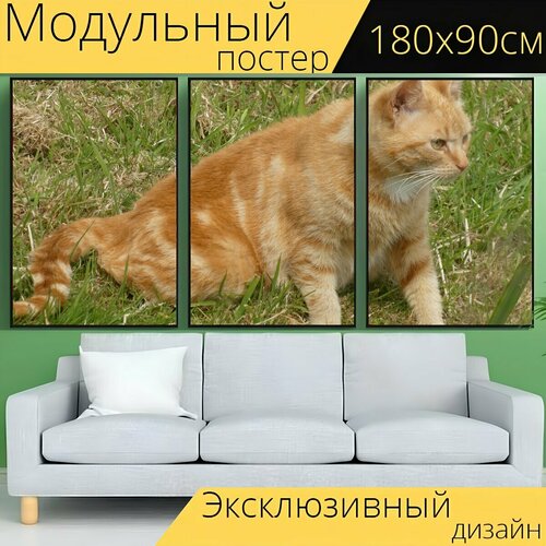 Модульный постер "Кошки, млекопитающее, трава" 180 x 90 см. для интерьера