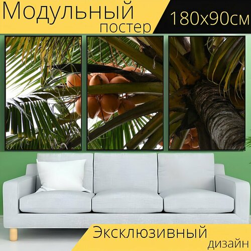 Модульный постер "Король кокосы на ветках дерева, король кокосовое, природа" 180 x 90 см. для интерьера