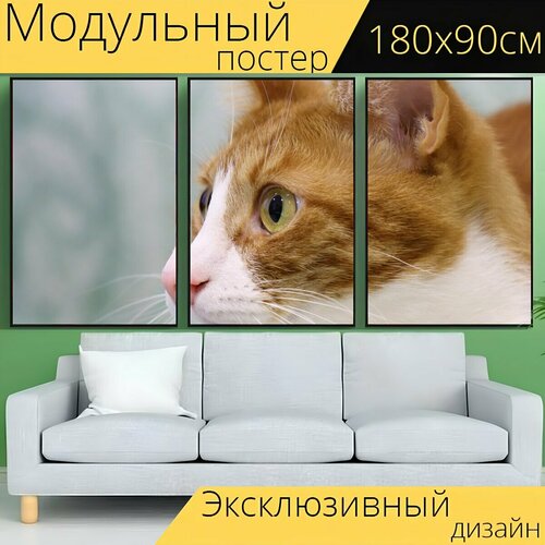 Модульный постер "Кот, кошка, мех" 180 x 90 см. для интерьера