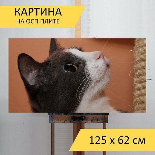 Картина на ОСП 125х62 см. "Кот, домашняя кошка, кошка породы" горизонтальная, для интерьера, с креплениями