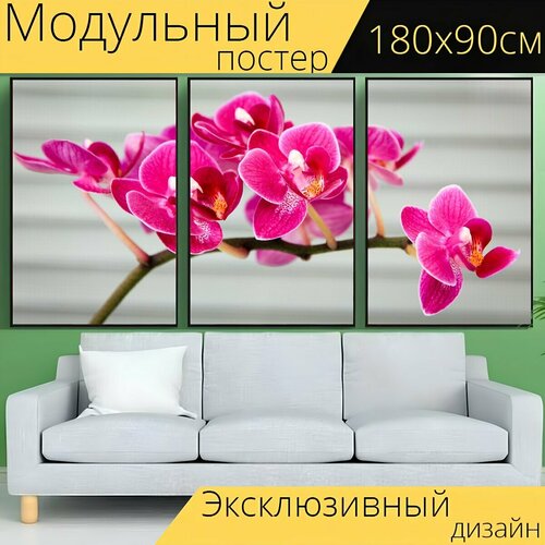 Модульный постер "Орхидея, розовый, флора" 180 x 90 см. для интерьера