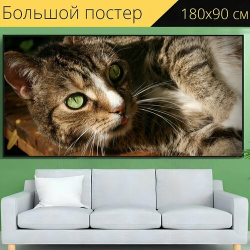 Большой постер "Домашнее животное, домашняя кошка, похмелье" 180 x 90 см. для интерьера