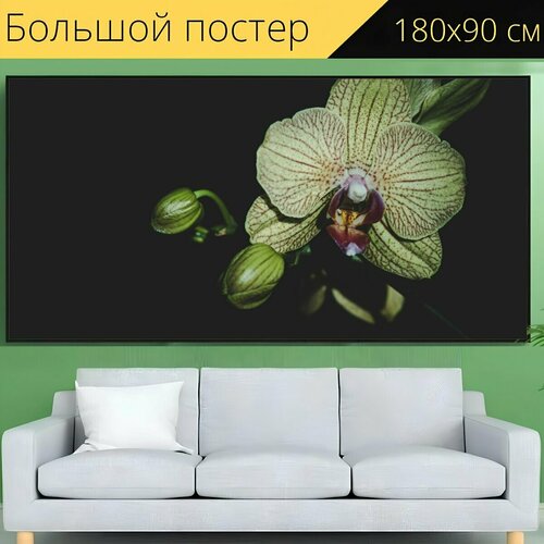 Большой постер "Орхидея, фон, черный" 180 x 90 см. для интерьера