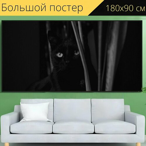 Большой постер "Кошка, черный и белый, молодой котенок" 180 x 90 см. для интерьера