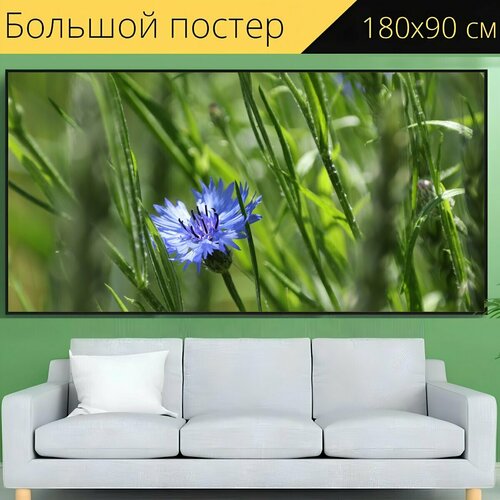 Большой постер "Васильковый, цветок, природа" 180 x 90 см. для интерьера