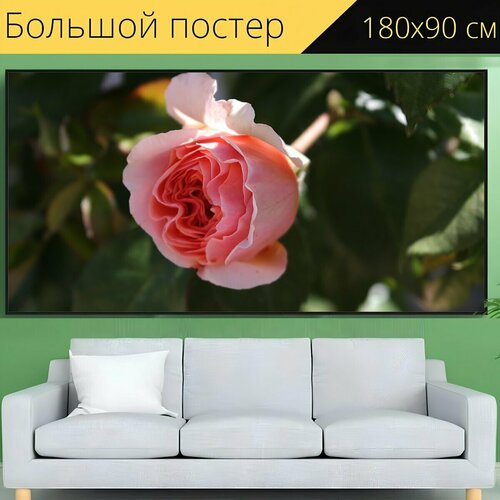 Большой постер "Роза, сад, аромат" 180 x 90 см. для интерьера