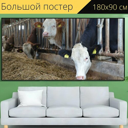 Большой постер "Коровы, симментальский скот, говядина" 180 x 90 см. для интерьера