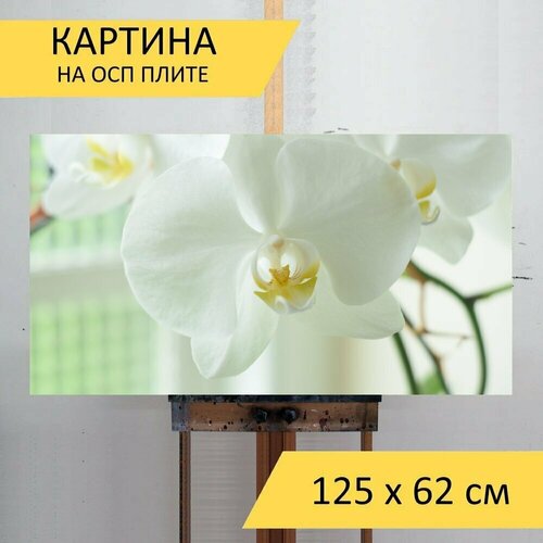 Картина на ОСП 125х62 см. "Орхидея, орхидные, белый" горизонтальная, для интерьера, с креплениями