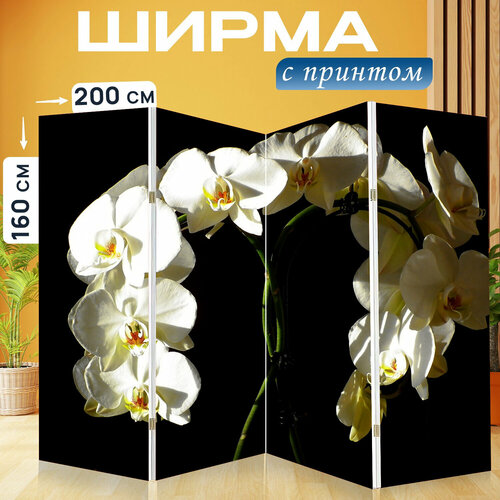 Ширма перегородка с принтом "Ятрышник, цветы, орхидея" на холсте - 200x160 см. для зонирования, раскладная