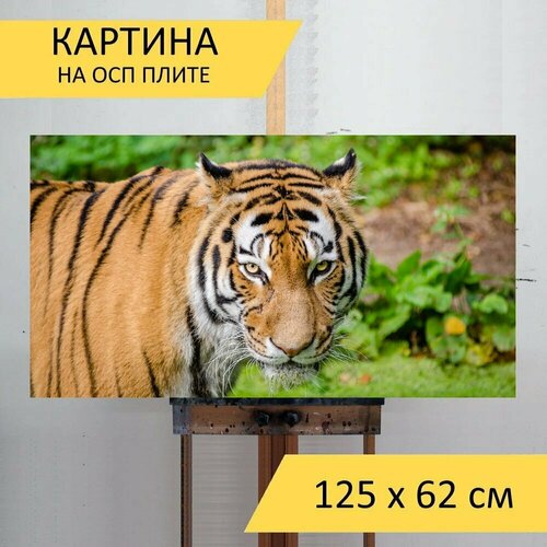 Картина на ОСП 125х62 см. "Тигр, большой кот, дикая кошка" горизонтальная, для интерьера, с креплениями