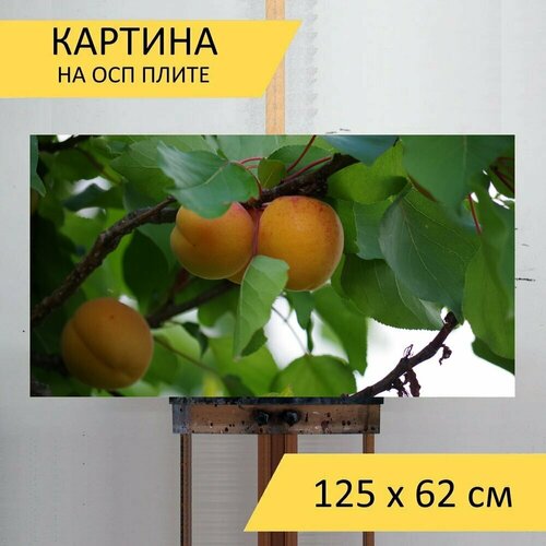 Картина на ОСП 125х62 см. "Абрикосы, фрукты, апельсин" горизонтальная, для интерьера, с креплениями