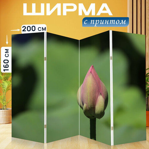 Ширма перегородка с принтом "Лотос, цветок, бутон" на холсте - 200x160 см. для зонирования, раскладная
